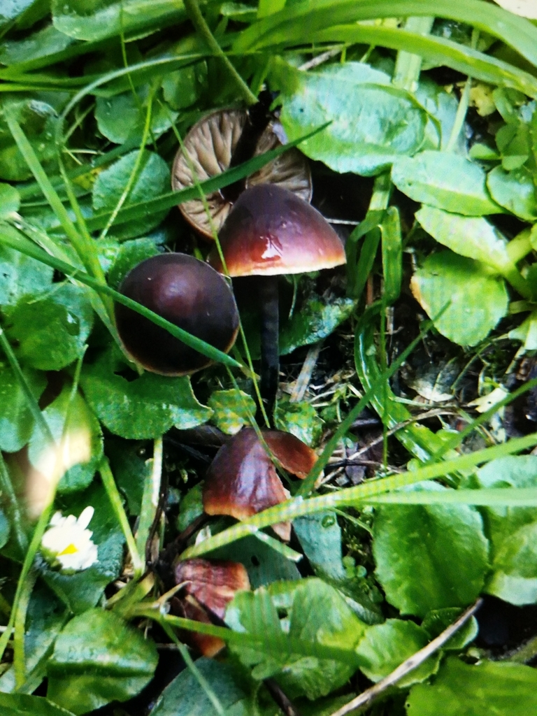 Cucumber Cap from Sassafras Gully VIC 3787, Australia on May 20, 2024 ...