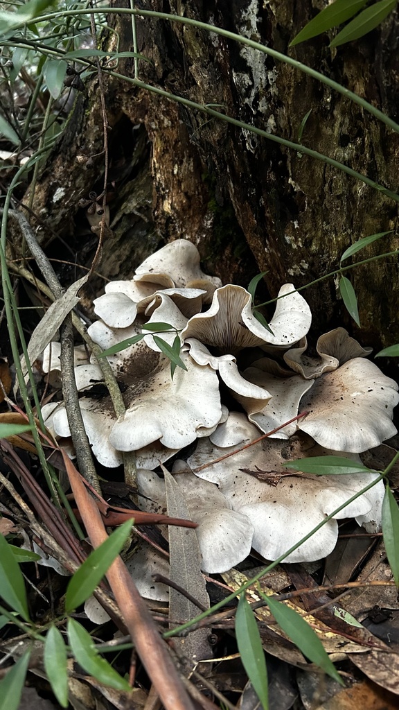 ghost fungus from Australian National Botanic Gardens, Canberra Central ...