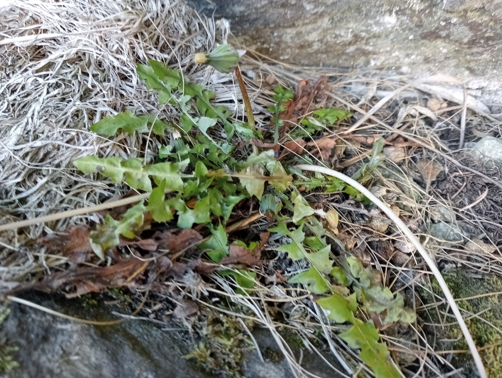 New Zealand Native Dandelion from Southland 9679, New Zealand on May 10 ...
