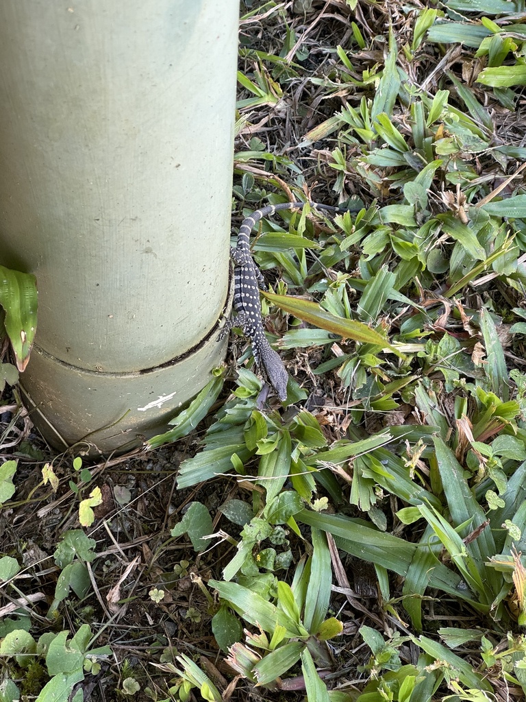 Banded Tree Monitor from Russell Pocket Rd, Yungaburra, QLD, AU on May ...