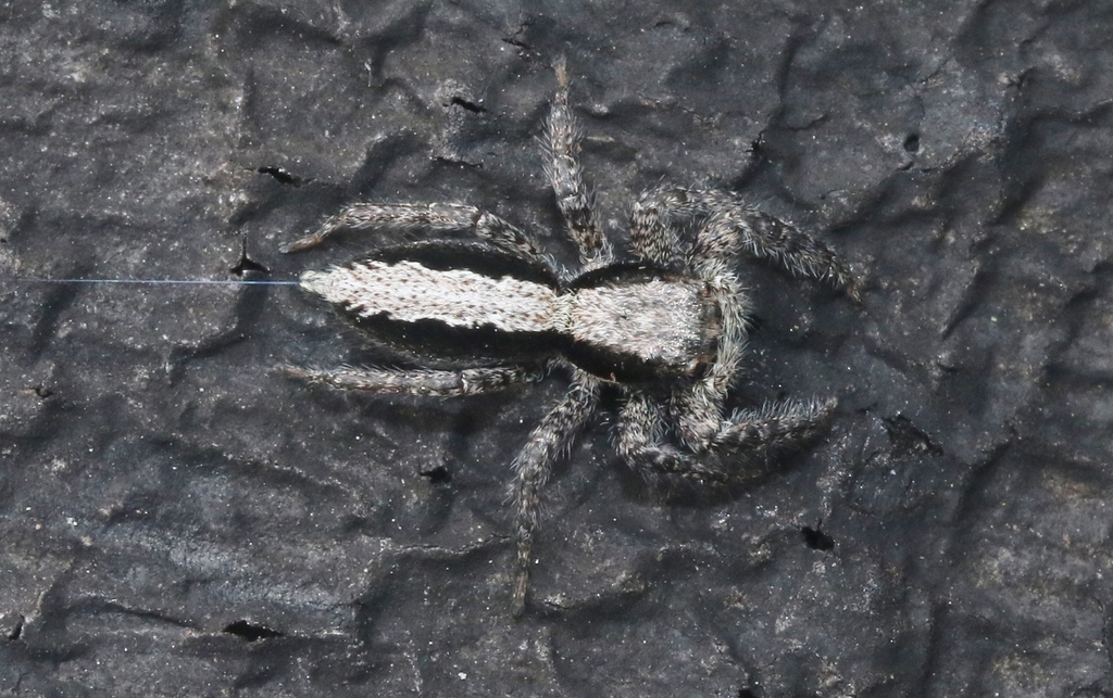 California Flattened Jumping Spider from Orange, Cleveland National ...