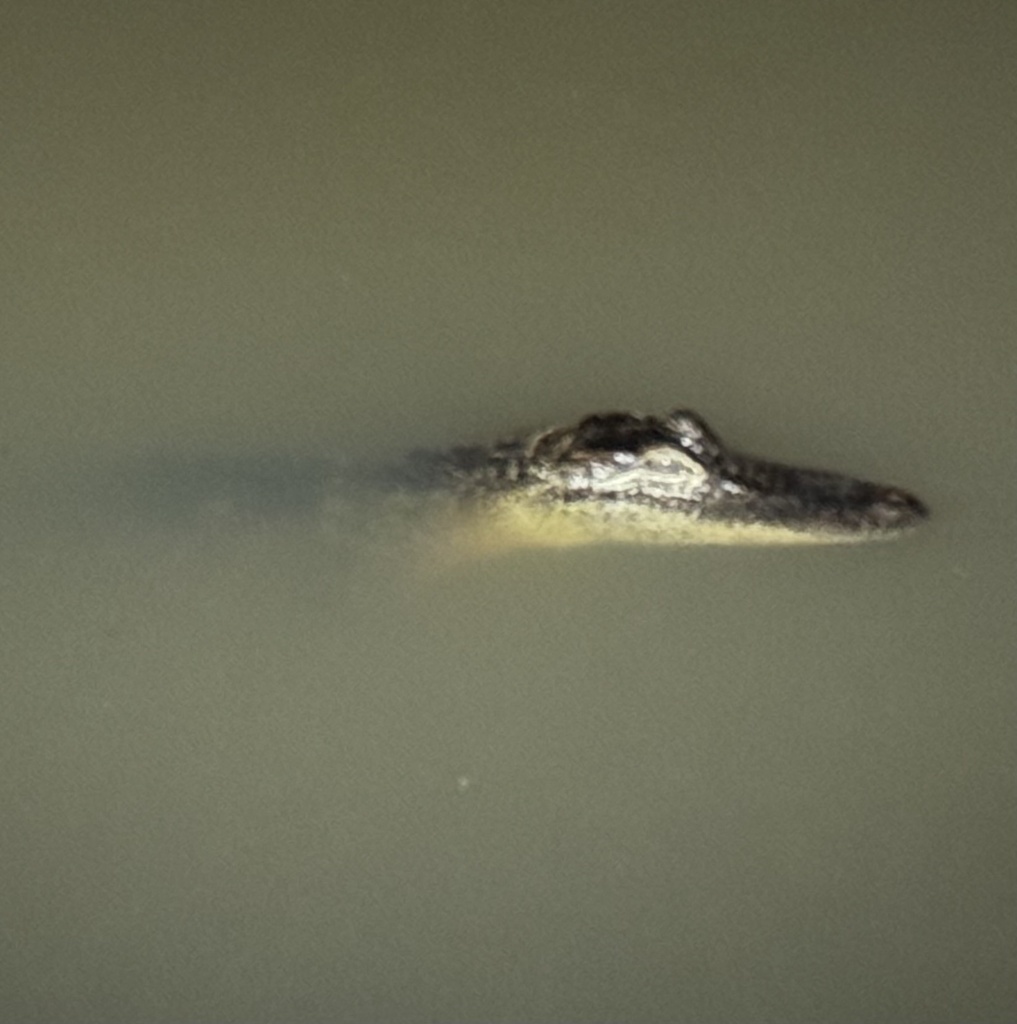 American Alligator from George Bush Park, Houston, TX, US on May 20 ...