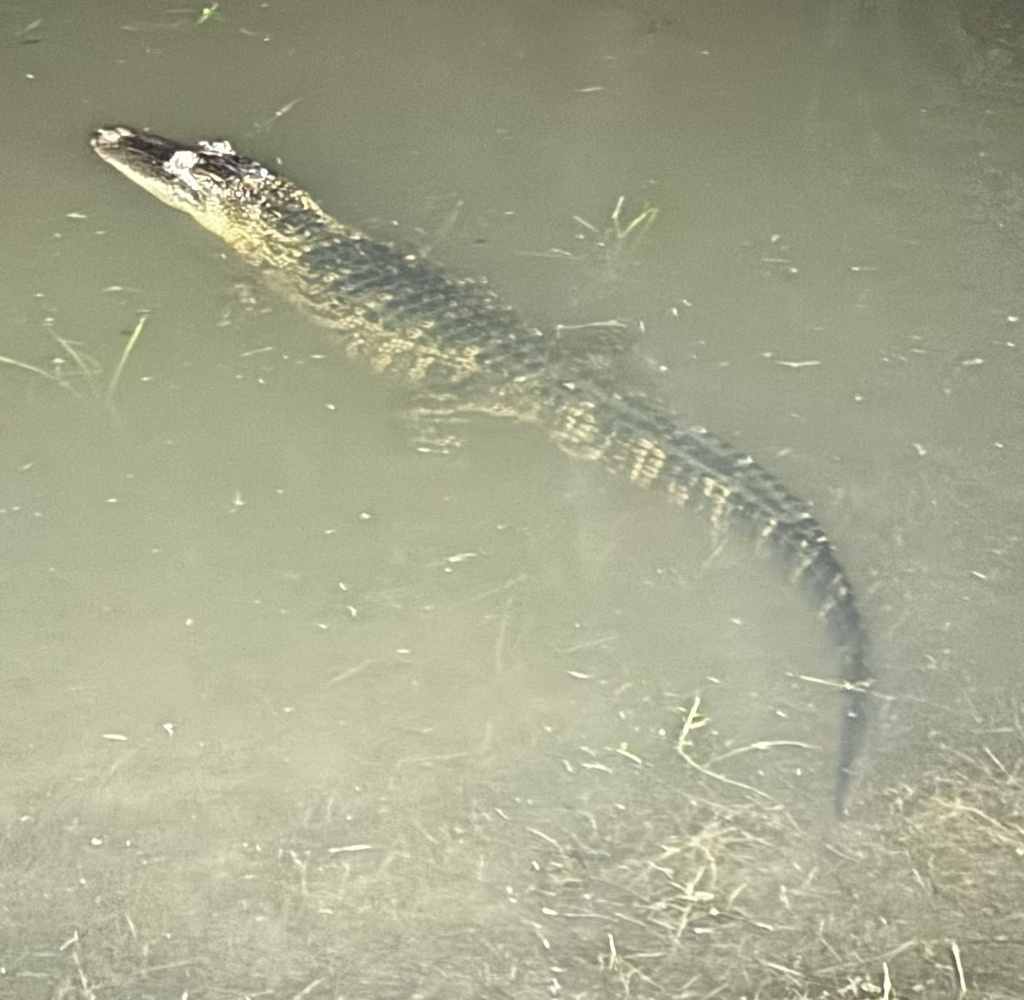 American Alligator from George Bush Park, Houston, TX, US on May 20 ...