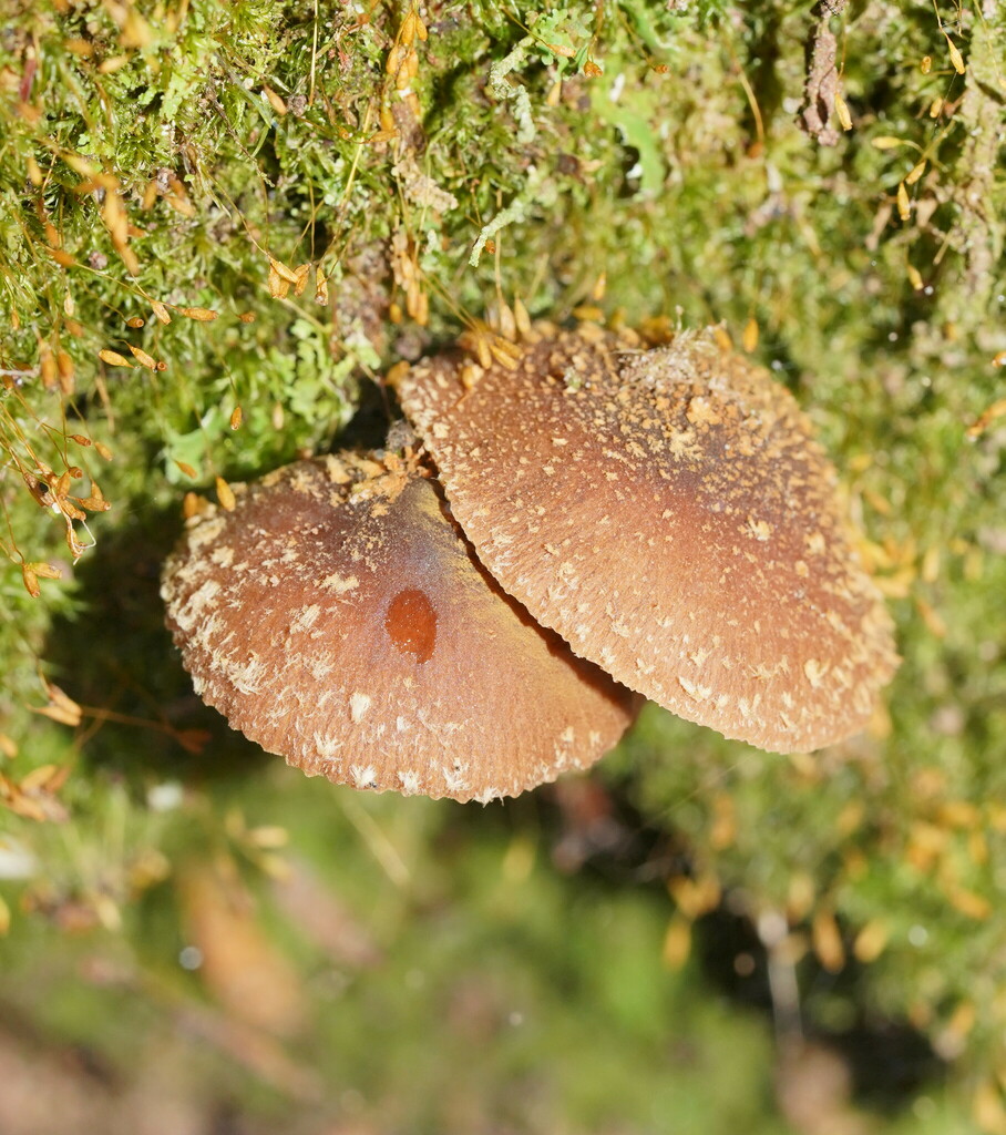 Descolea recedens from Cathedral Range, Murrindindi - East, Victoria ...
