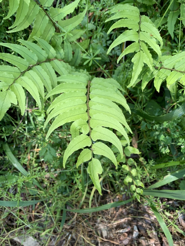 southern sword fern from 법천길 529, 무안군, 전라남도, KR on May 09, 2019 at 11: ...