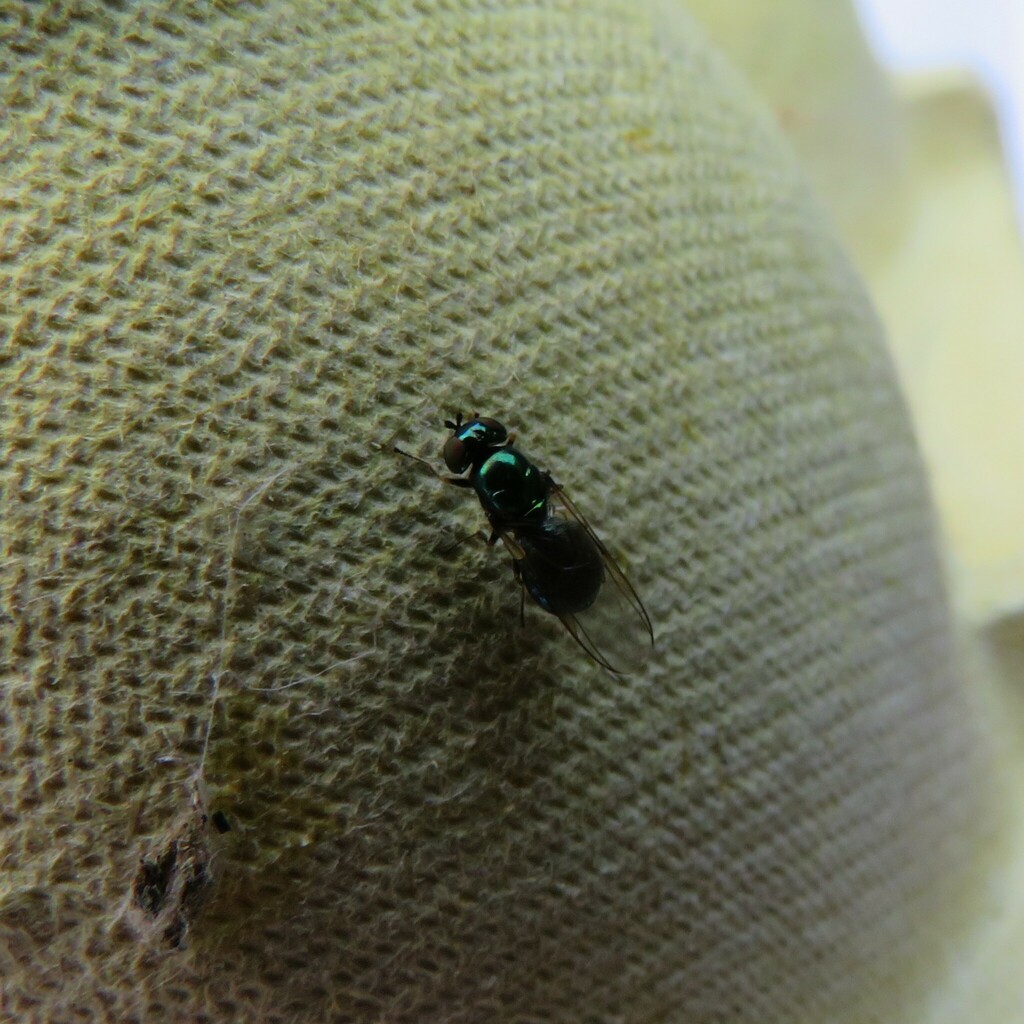 Black-horned Gem Fly from Stourbridge, UK on May 20, 2024 at 05:55 AM ...