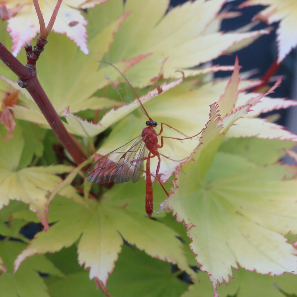 Netelia from Stourbridge, UK on 20 May, 2024 at 05:59 AM by R Clarke ...