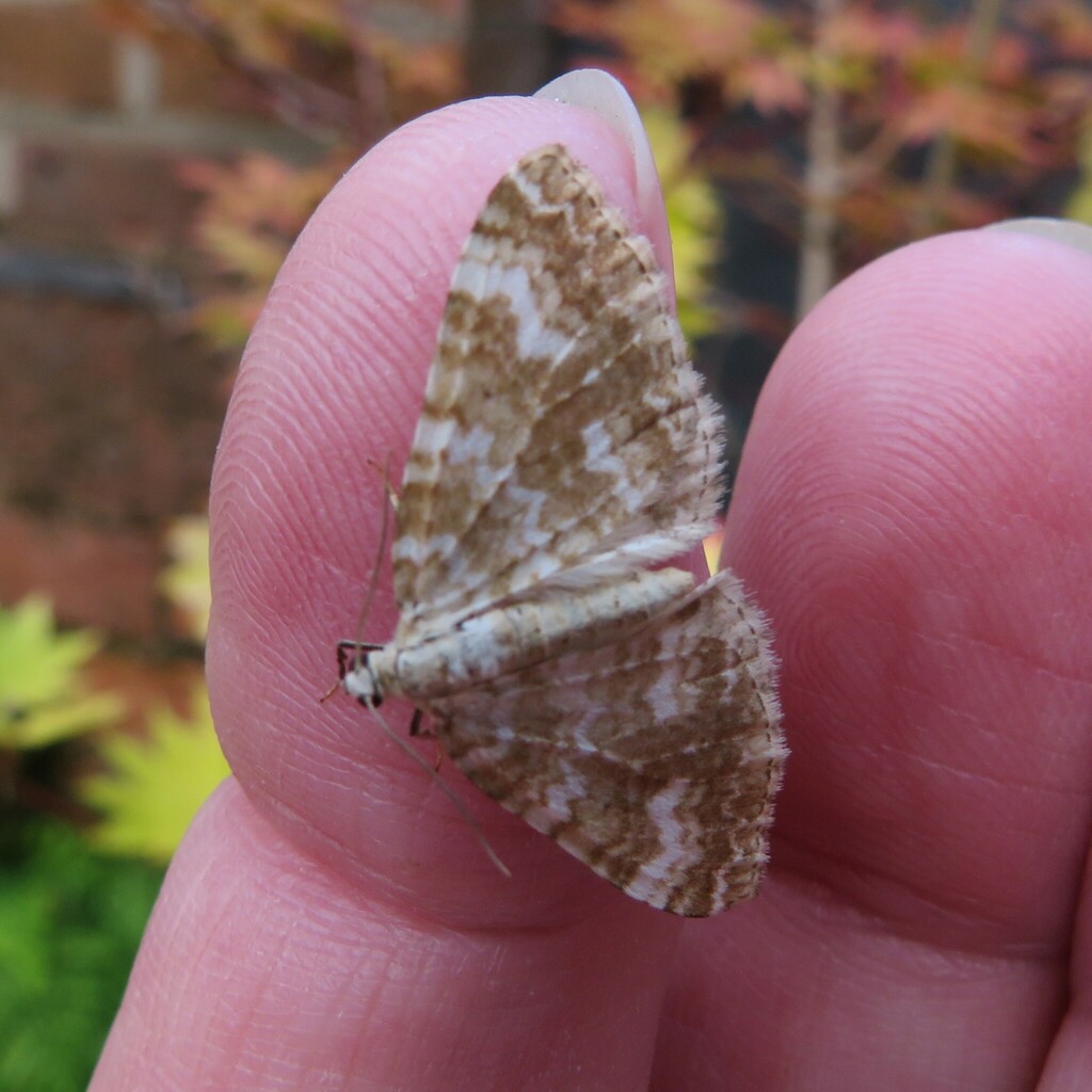 Sandy Carpet from Stourbridge, UK on 20 May, 2024 at 06:13 AM by R ...