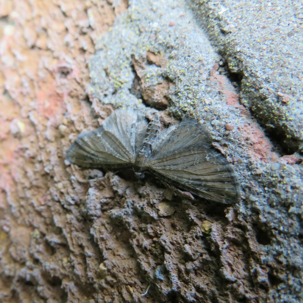 Common Pug from Stourbridge, UK on May 20, 2024 at 06:21 AM by R Clarke ...