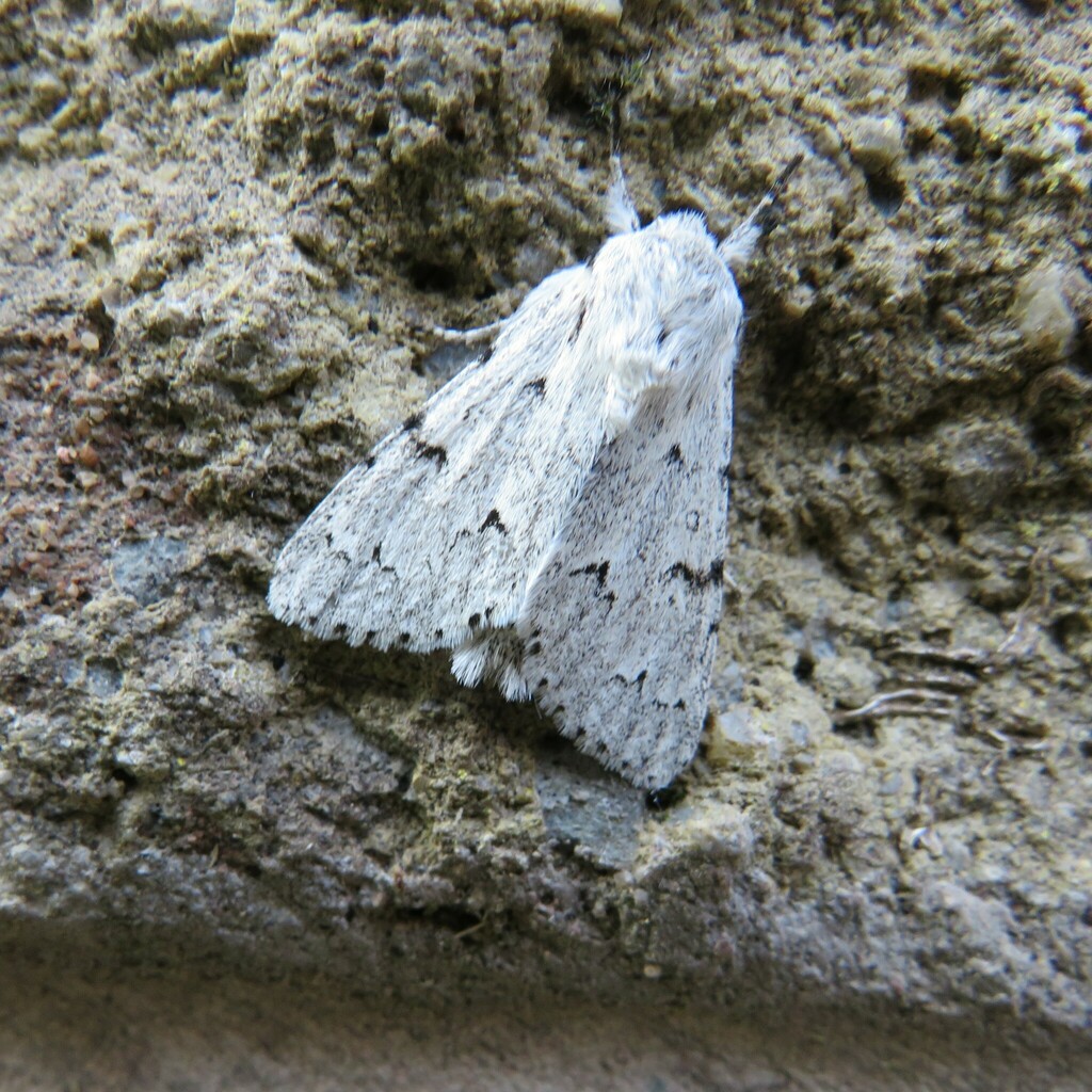 The Miller from Stourbridge, UK on 20 May, 2024 at 06:52 AM by R Clarke ...