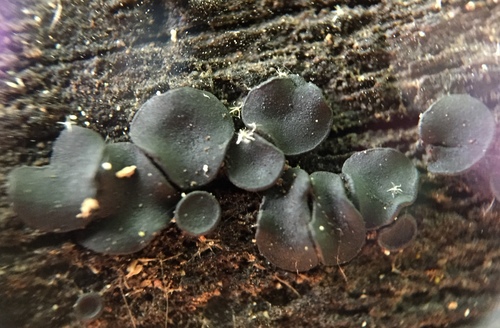 Order Sclerococcales · iNaturalist United Kingdom