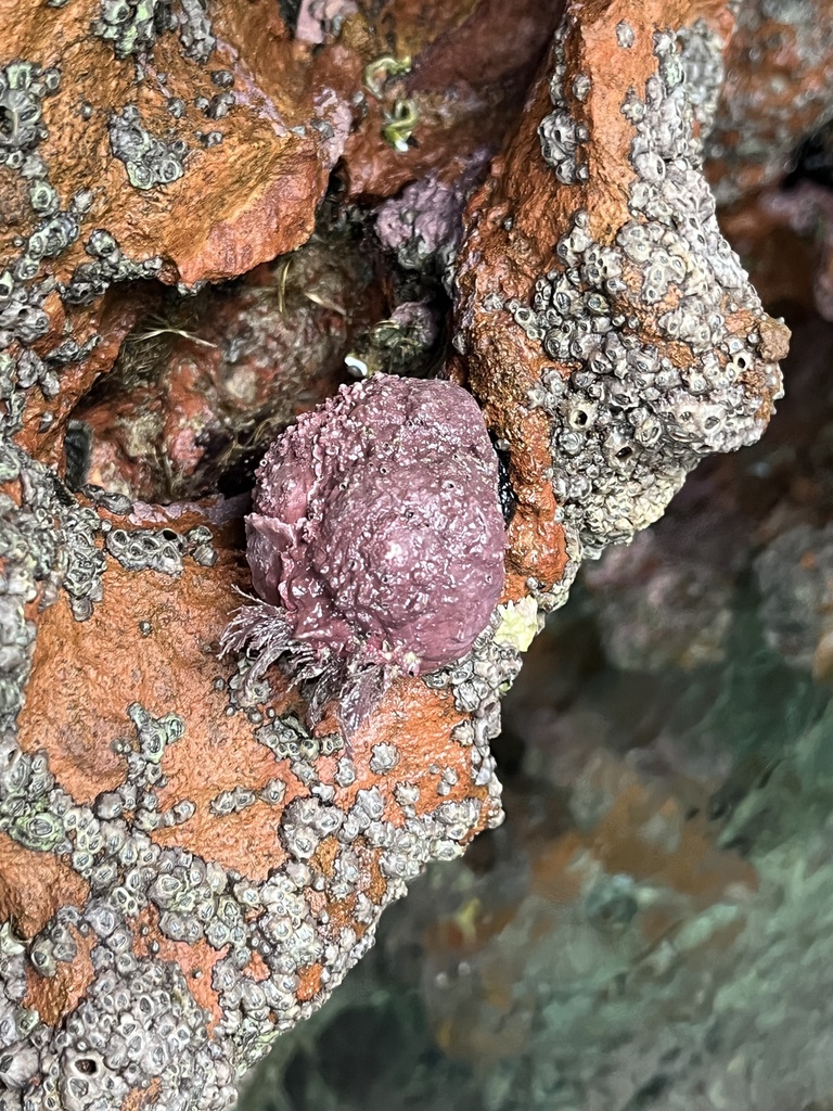 Cook's Turban from South Island / Te Waipounamu, Takamatua, Canterbury ...