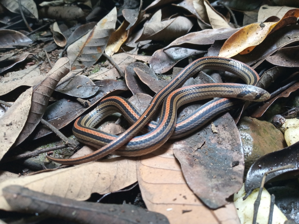 (Eight-) Striped Kukri Snake from Jl. Tj., Babakan, Dramaga, Bogor ...