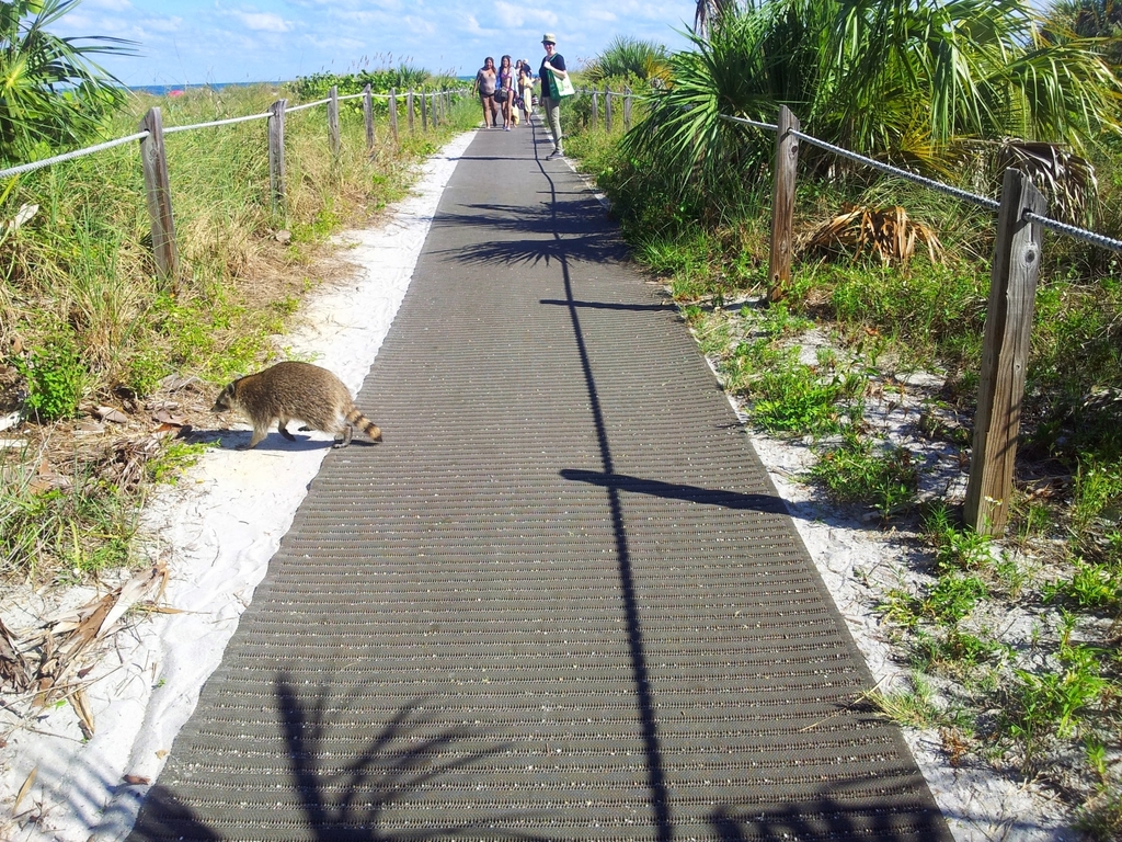 Common Raccoon from Key Biscayne, FL 33149, USA on October 19, 2014 at ...