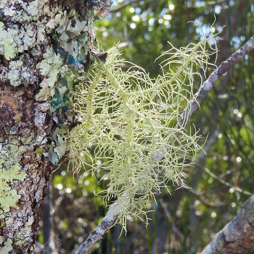 Bristly Beard Lichen from Bermagui NSW 2546, Australia on April 21 ...