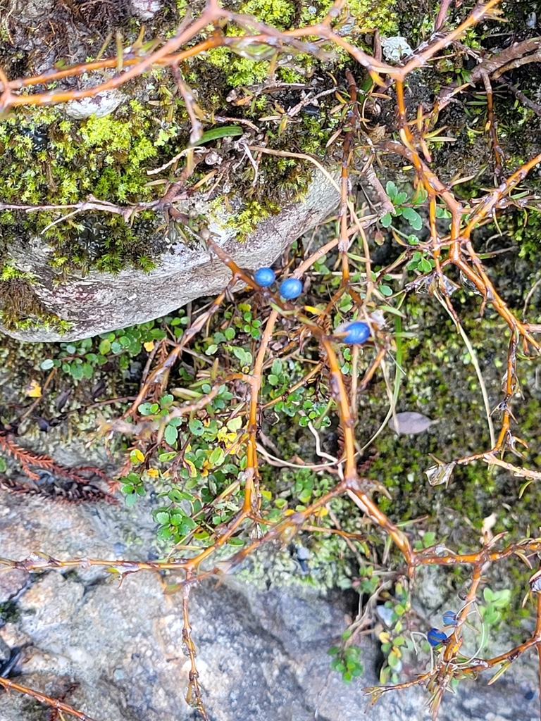 Coprosma brunnea from Tōtara River 7883, New Zealand on May 20, 2024 at ...
