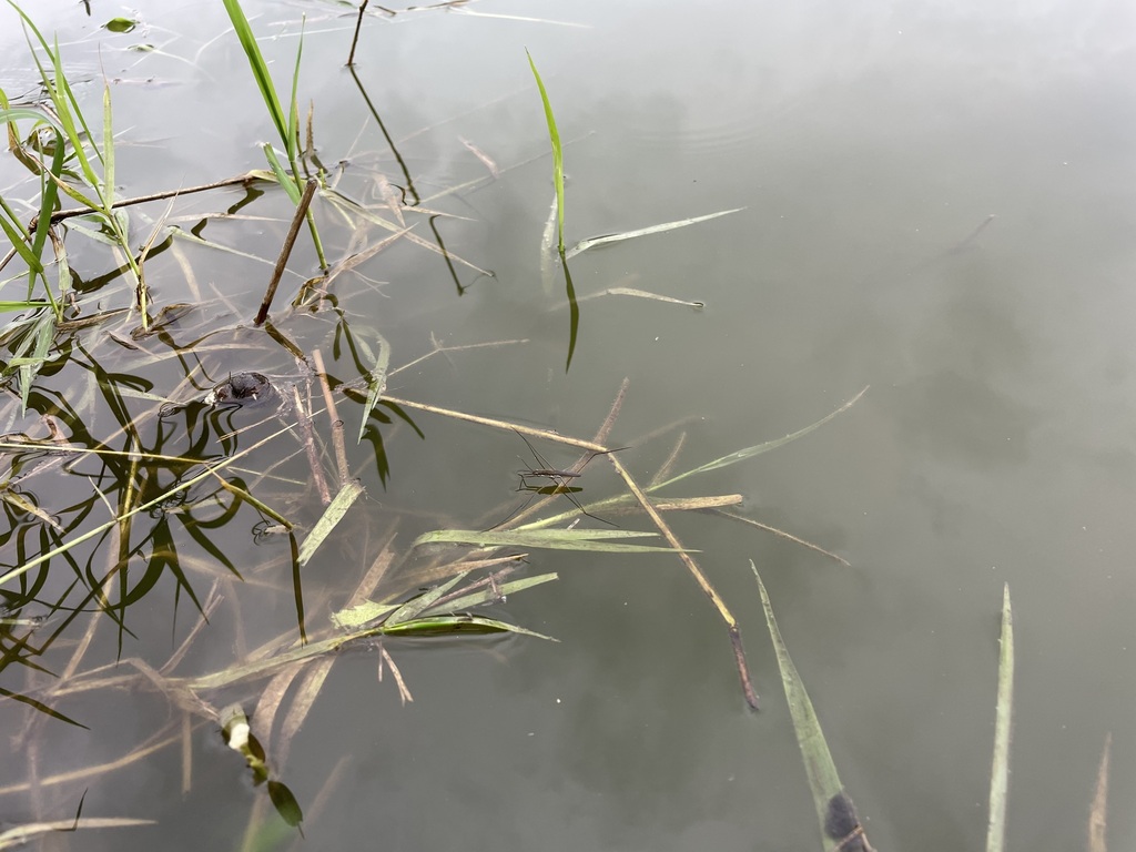 Giant Water Strider from 台灣臺北 on April 25, 2024 at 04:12 PM by 高山田鼠 ...