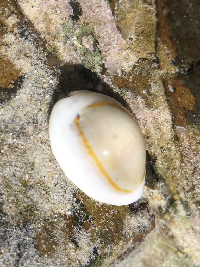Gold Ring Cowry from Yugari Dr, Hastings Point, NSW, AU on May 20, 2024 ...