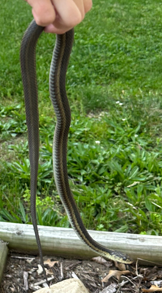 Eastern Garter Snake from Eaglehurst Dr, Jerome, MI, US on May 19, 2024 ...