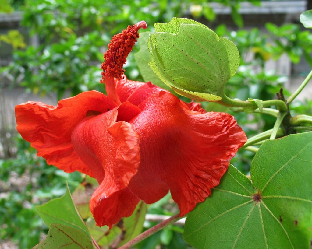 Molokaʻi Treecotton (Kokia cookei) - Botanical Realm