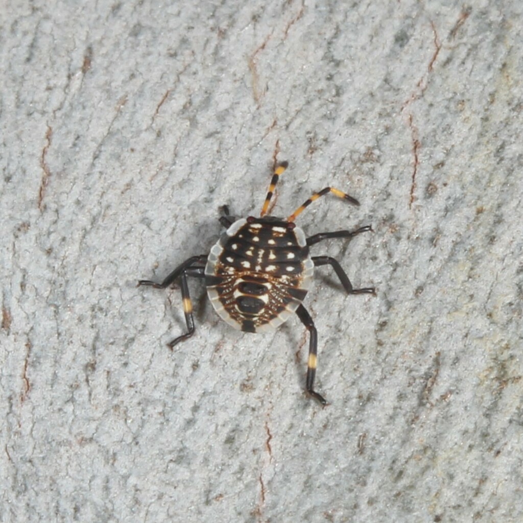 Notius from Brisbane QLD, Australia on February 11, 2024 at 04:19 PM by ...