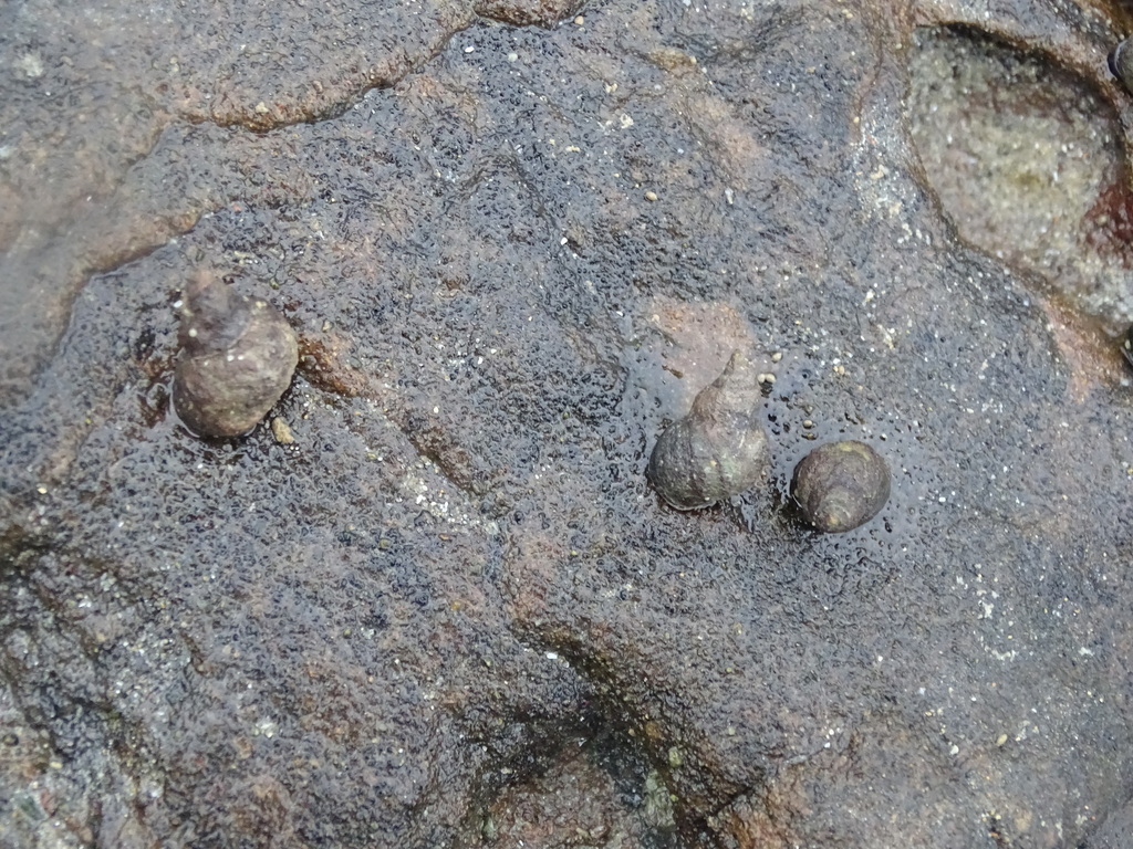 Brown Periwinkle from Progress Valley 9884, New Zealand on May 20, 2024 ...