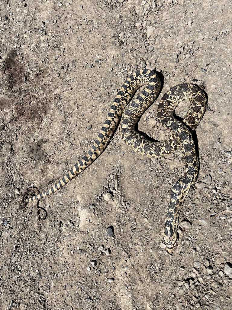 Great Basin Gopher Snake from Wells, NV, US on May 19, 2024 at 10:32 AM ...