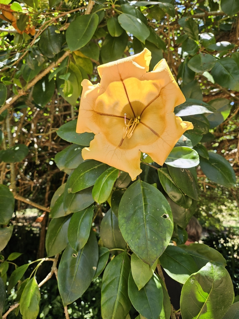 golden chalice vine from Eacham, AU-QL, AU on November 15, 2023 at 11: ...