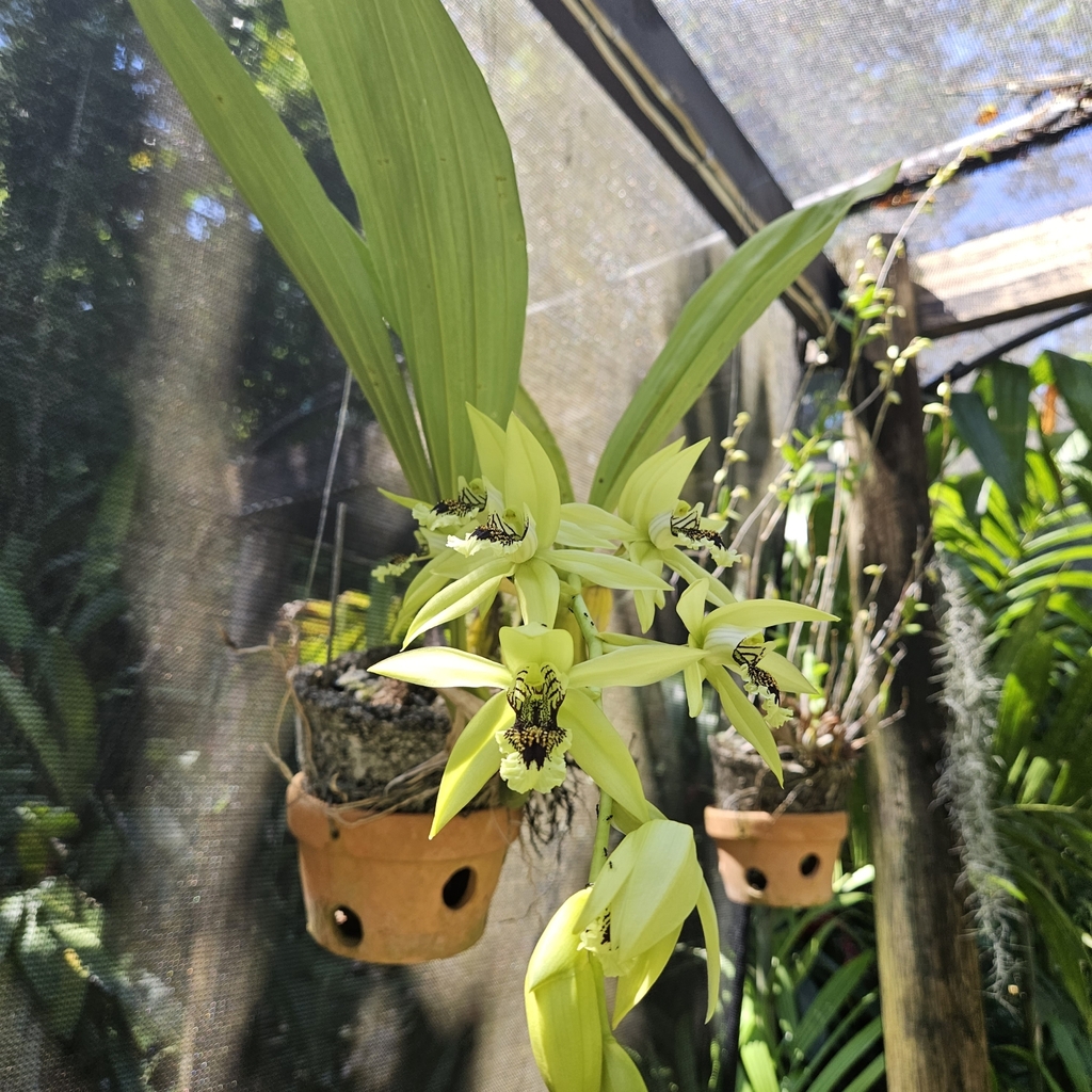 Coelogyne in November 2023 by Carol Horowitz · iNaturalist