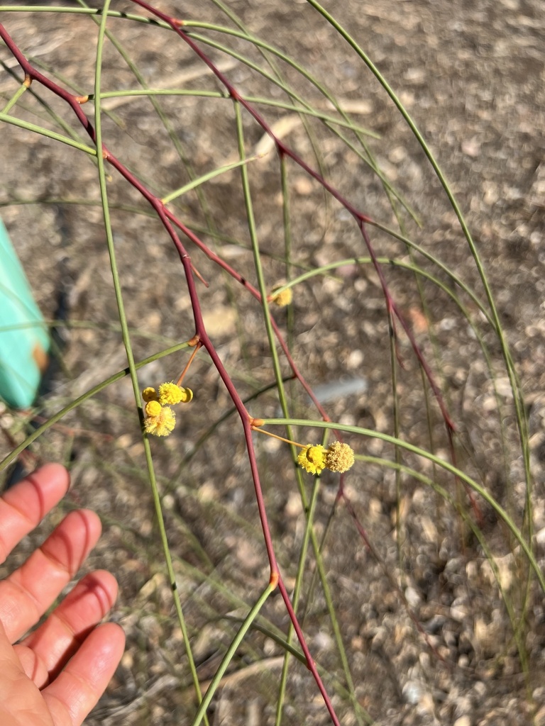Balcanoona Wattle (Acacia araneosa) - Botanical Realm