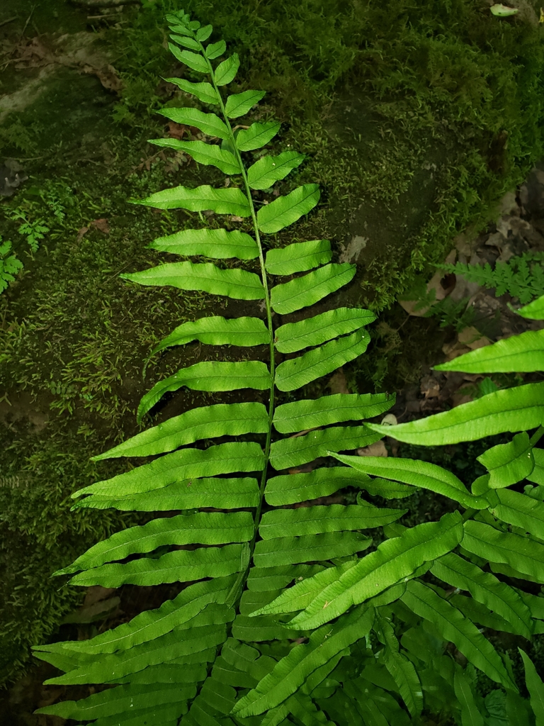 narrow-leaved glade fern from Unnamed Road, Bridgeport, AL 35740, USA ...