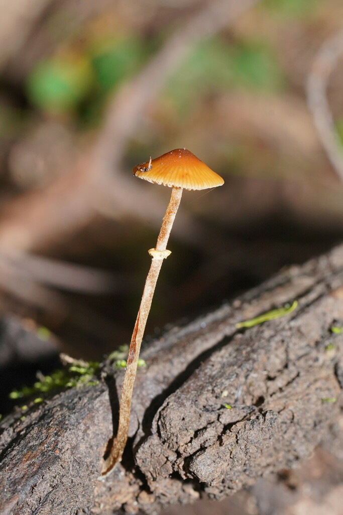 fool's conecap from Taggerty VIC 3714, Australia on May 17, 2024 at 01: ...