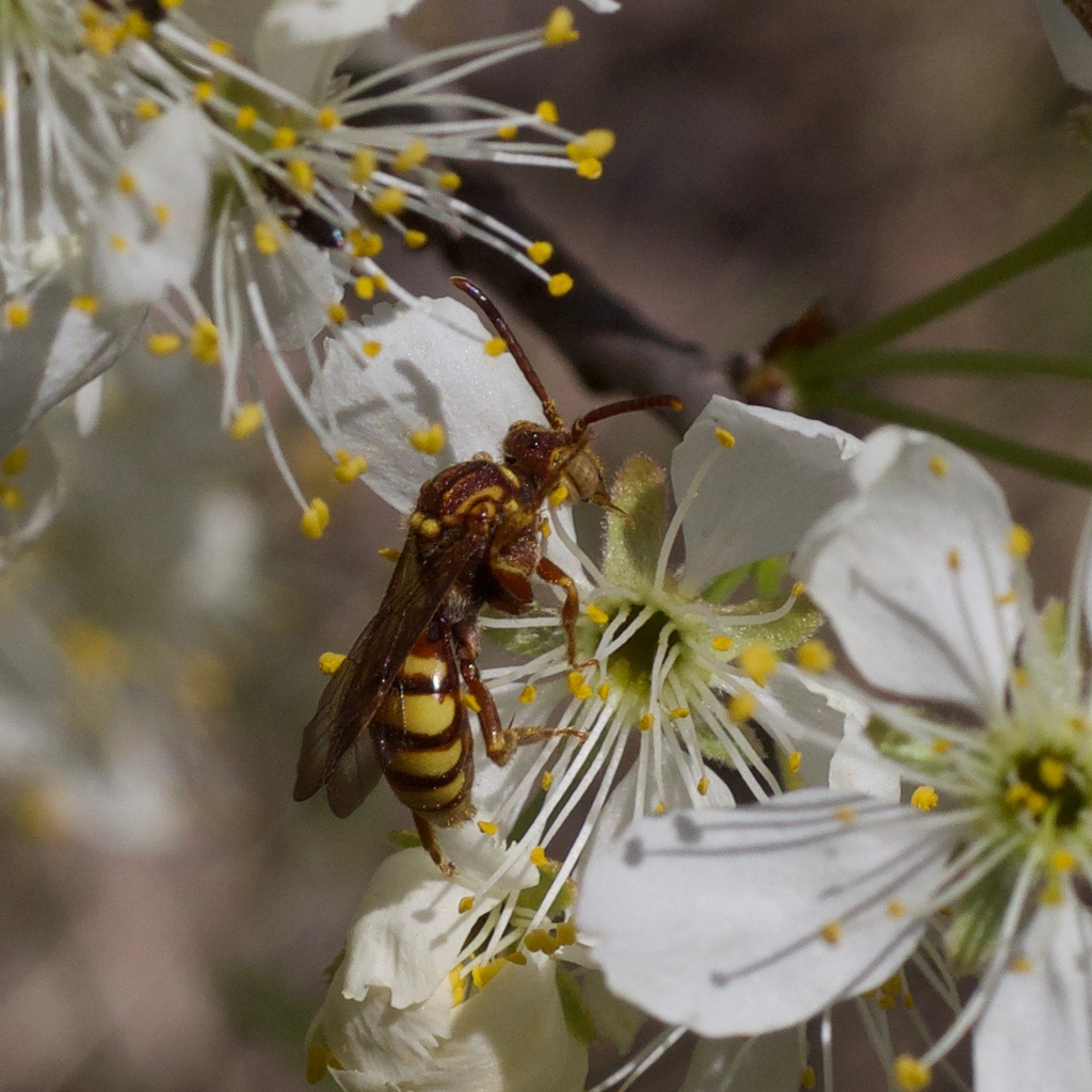 Nomad Bees from Northfield, Minnesota, United States on May 7, 2019 at ...