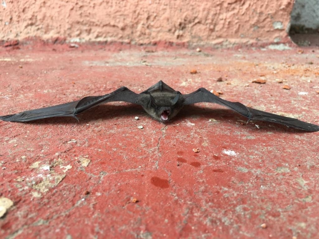 Evening Bats from Atotonilco el Alto, Atotonilco el Alto, JAL, MX on ...