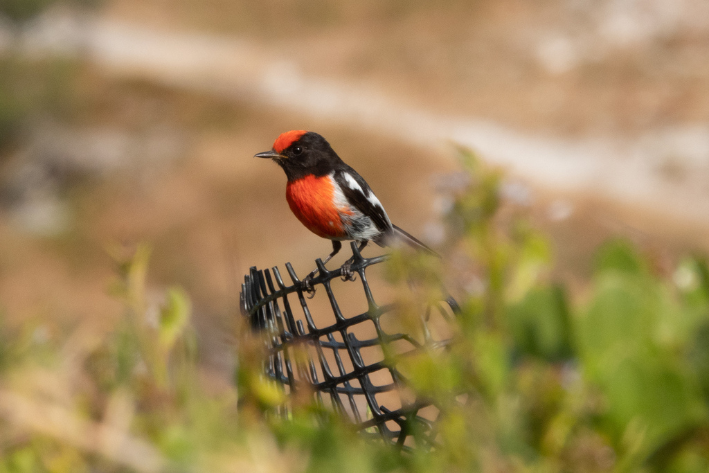 Red-capped Robin from Rottnest Island WA 6161, Australia on November 7 ...