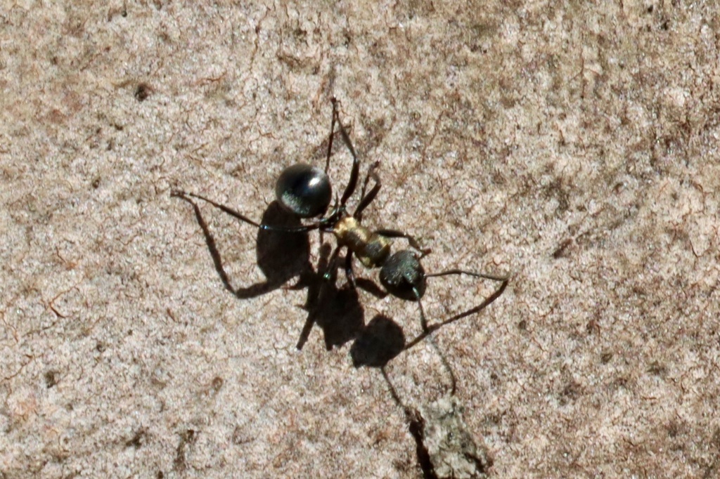 Spiny Ants from Sydney Beach, Wangaratta, VIC, AU on April 12, 2024 at ...