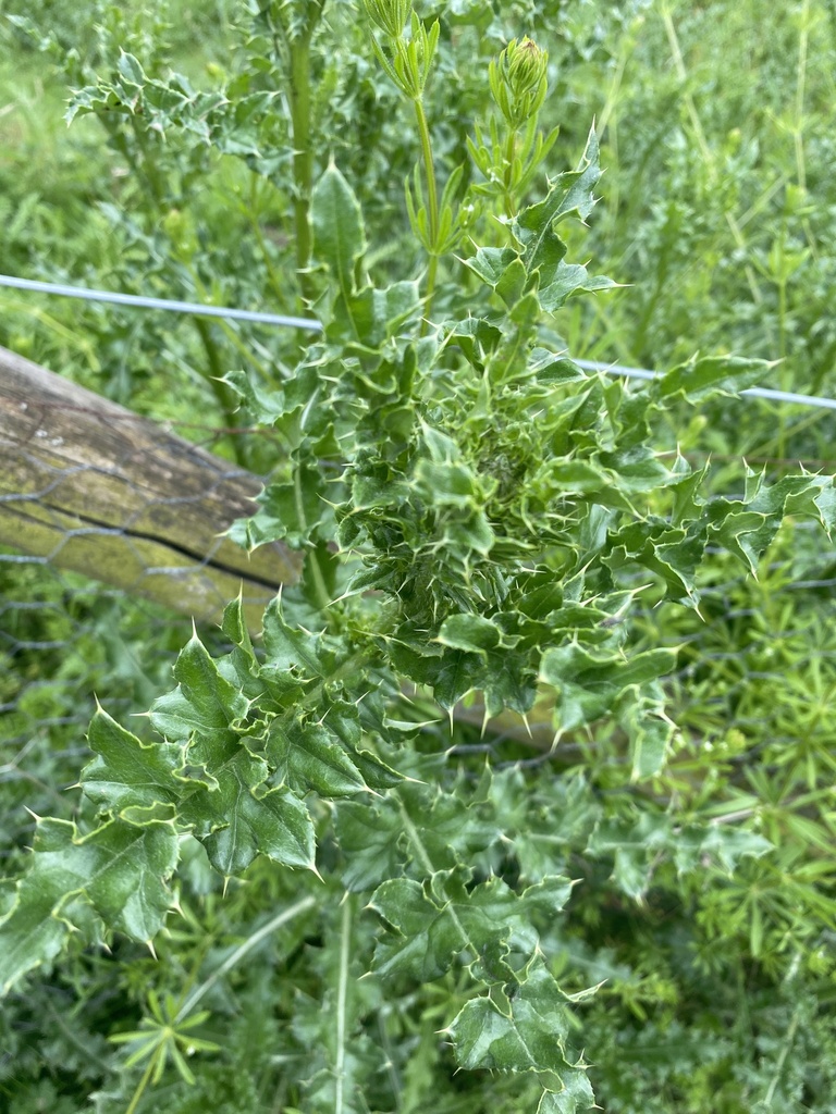 creeping thistle from Askham Bryan College, York, England, GB on May 20 ...