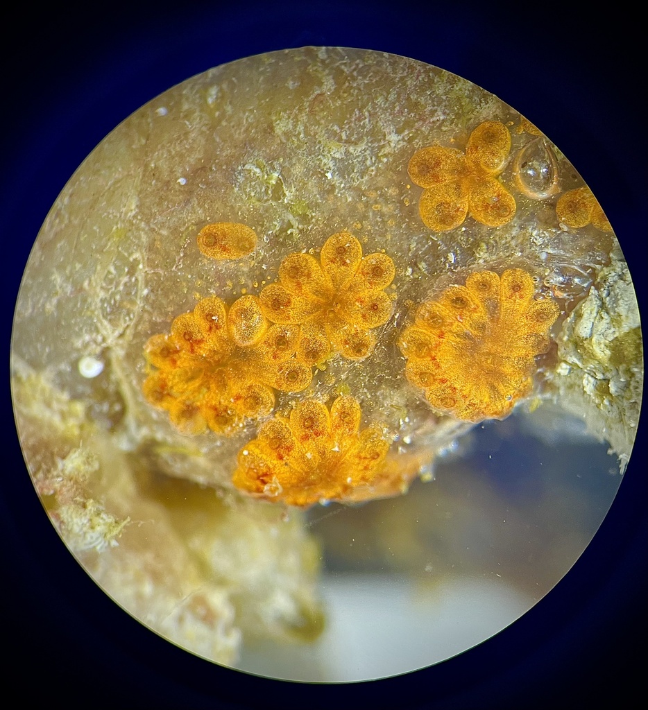 Star Tunicate from Port Nelson, Nelson, Nelson, NZ on May 20, 2024 at ...