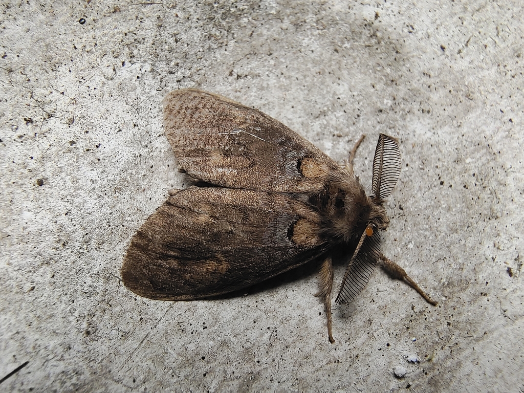 Olene dudgeoni from Yichun, CN-JX, CN on May 20, 2024 at 08:56 AM by ...