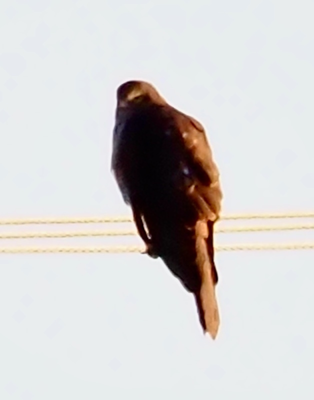Hawks, Eagles, and Kites from Oxenford QLD, Australia on May 20, 2024 ...