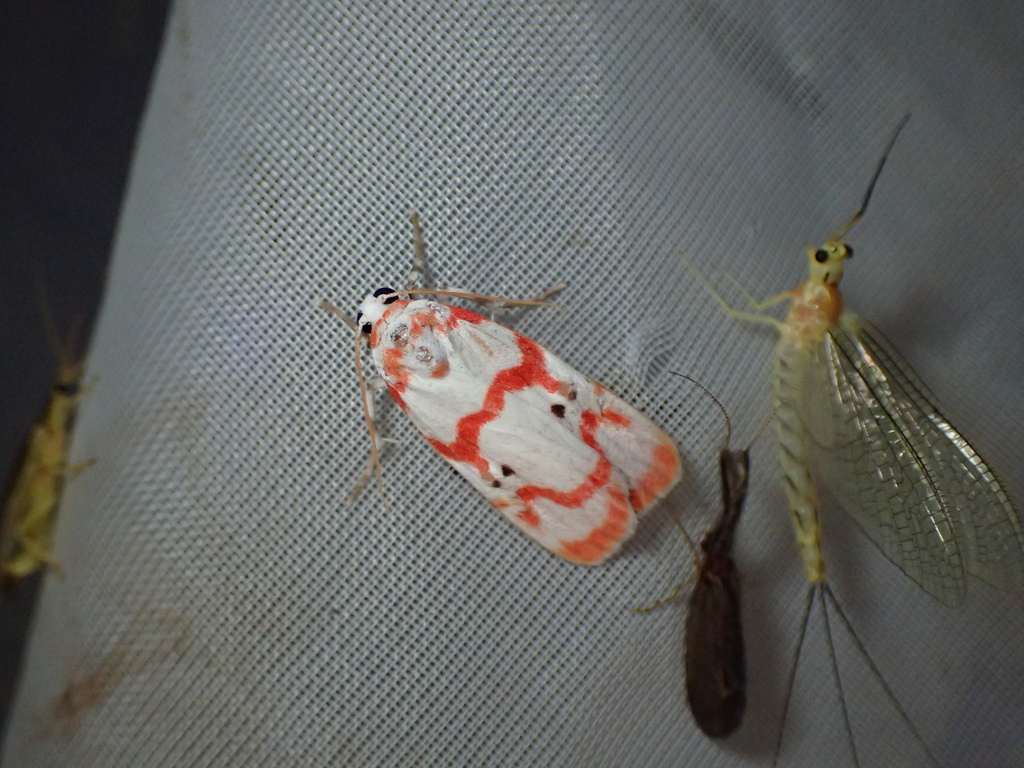 Cyana hamata in August 2023 by renshuchu · iNaturalist