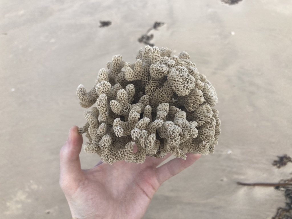 Sponges from Diamond Head NSW 2443, Australia on May 13, 2024 at 12:14 ...