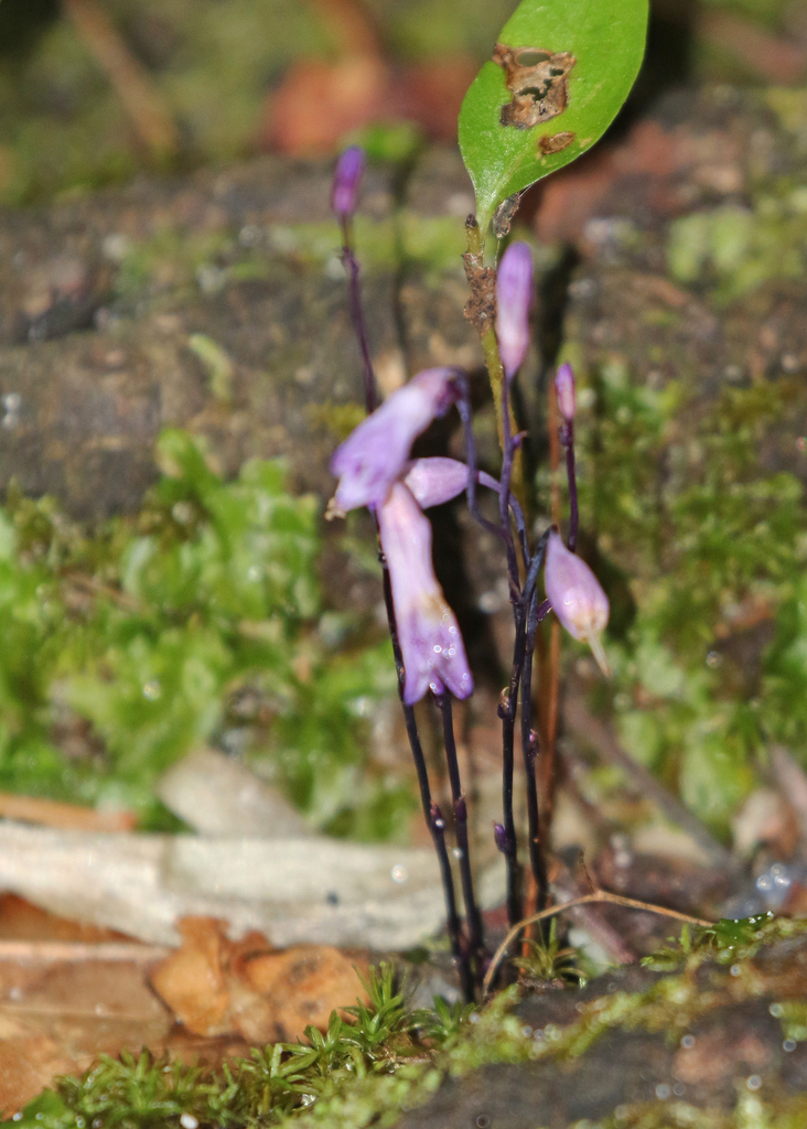 Nodding nixie from Lake County, FL, USA on May 18, 2024 at 10:25 AM by ...