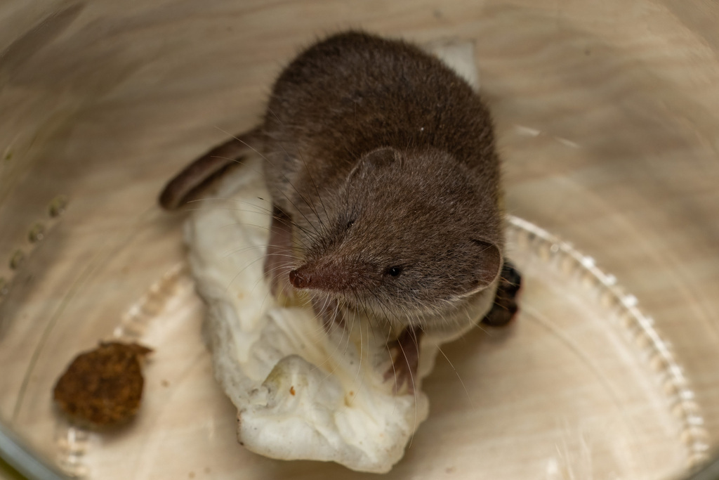 Musk Shrews from Rochetaillée, 42100 Saint-Étienne, France on May 11 ...