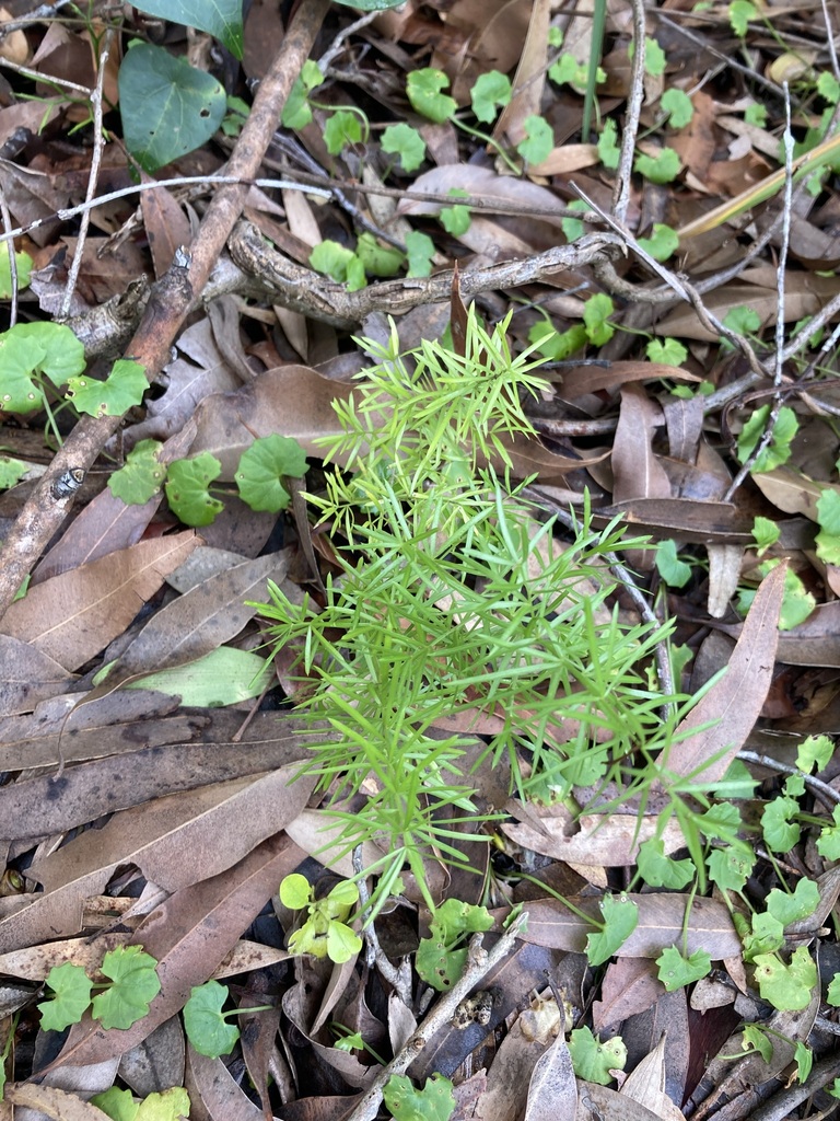 African Asparagus from North Haven NSW 2443, Australia on May 15, 2024 ...