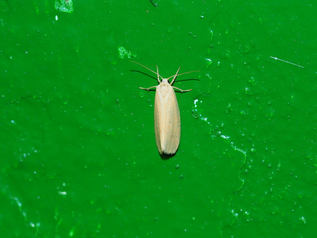 Notata parva from 426台灣台中市新社區興社街一段國校巷13號 on March 22, 2019 at 08:12 PM ...