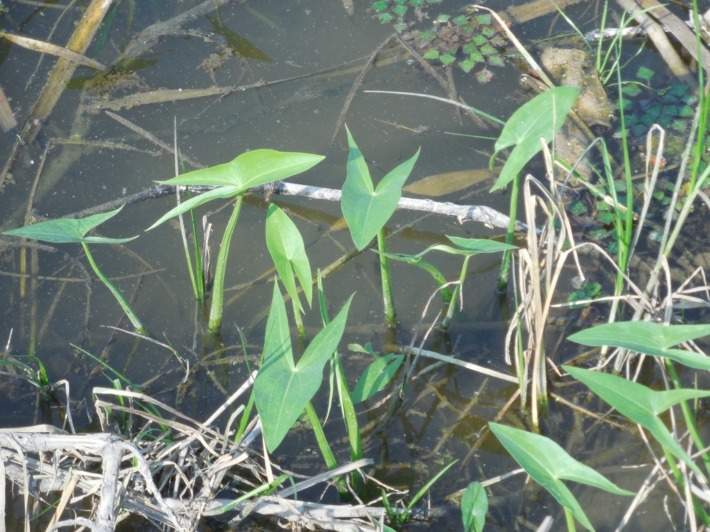 Chinese Arrowhead from Beijing, Beijing, CN on May 20, 2024 at 04:06 PM ...