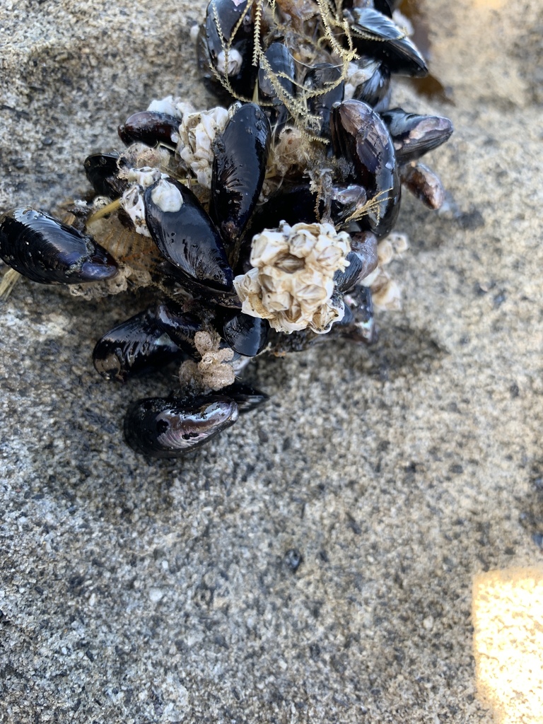 Beaked Barnacle from South Taranaki, NZ-TK, NZ on May 02, 2019 at 01:24 ...