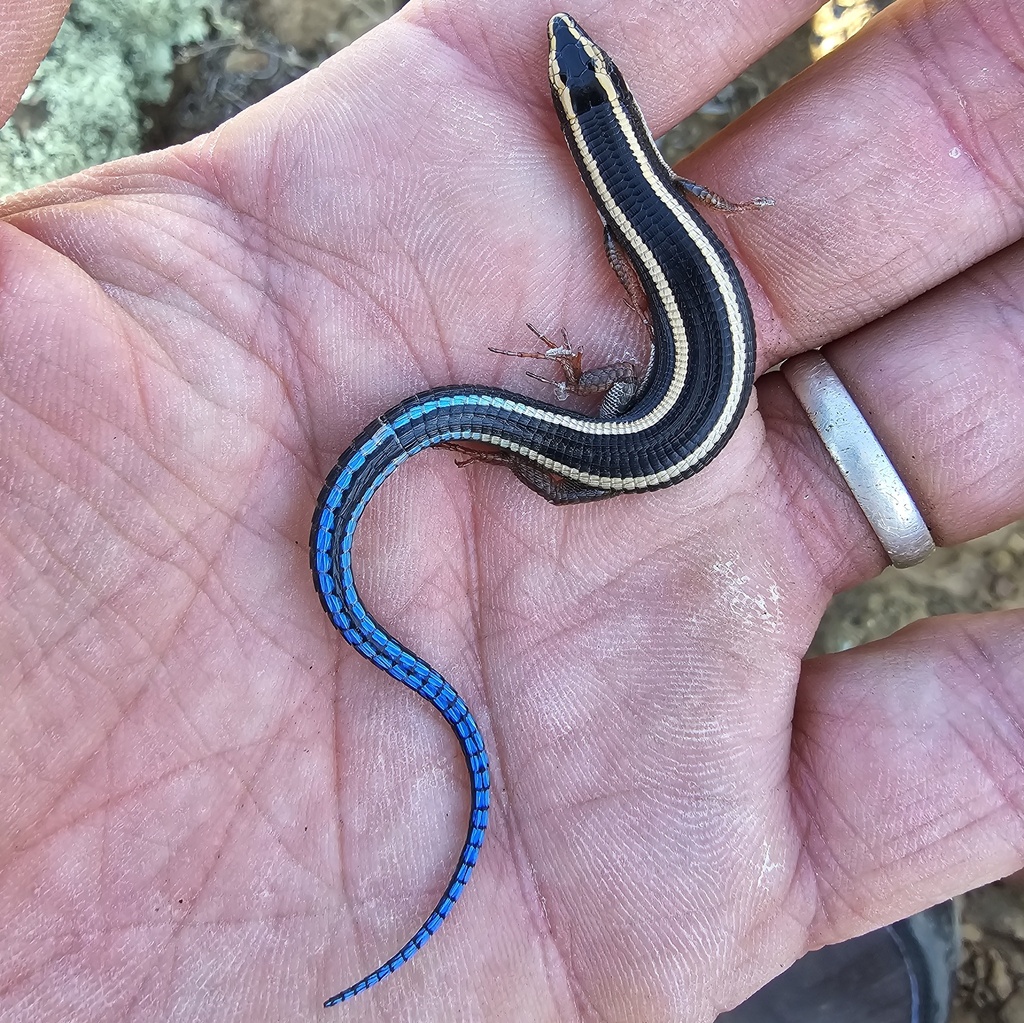 Dwarf Plated Lizard from Namakwa District Municipality, South Africa on ...