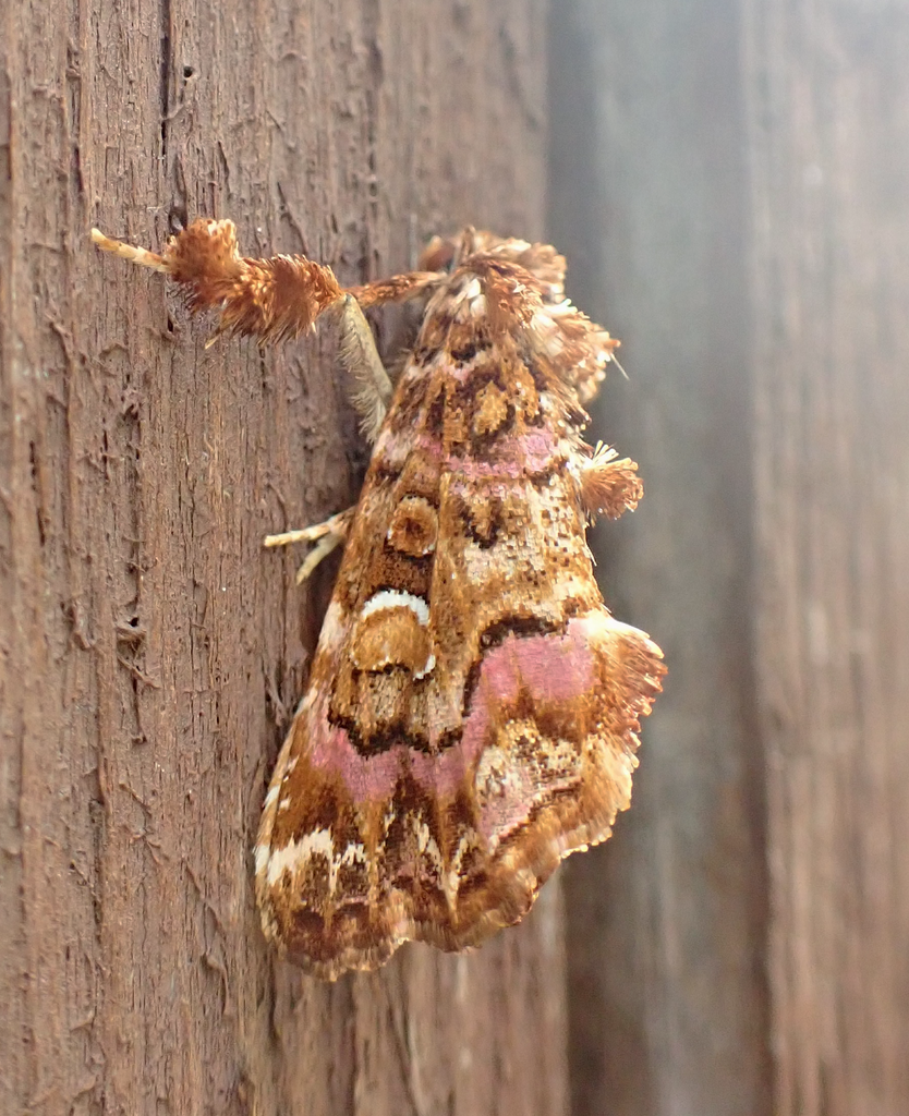 Pink-shaded Fern Moth from Yard in Killingworth, CT, USA on May 20 ...